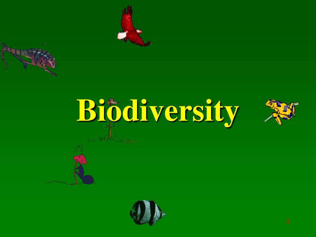 PPT - Biodiversity PowerPoint Presentation, free download - ID:5374468