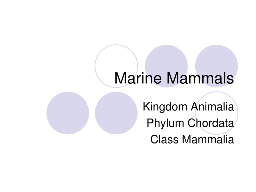 PPT - Marine Mammals PowerPoint Presentation, free download - ID:5374995