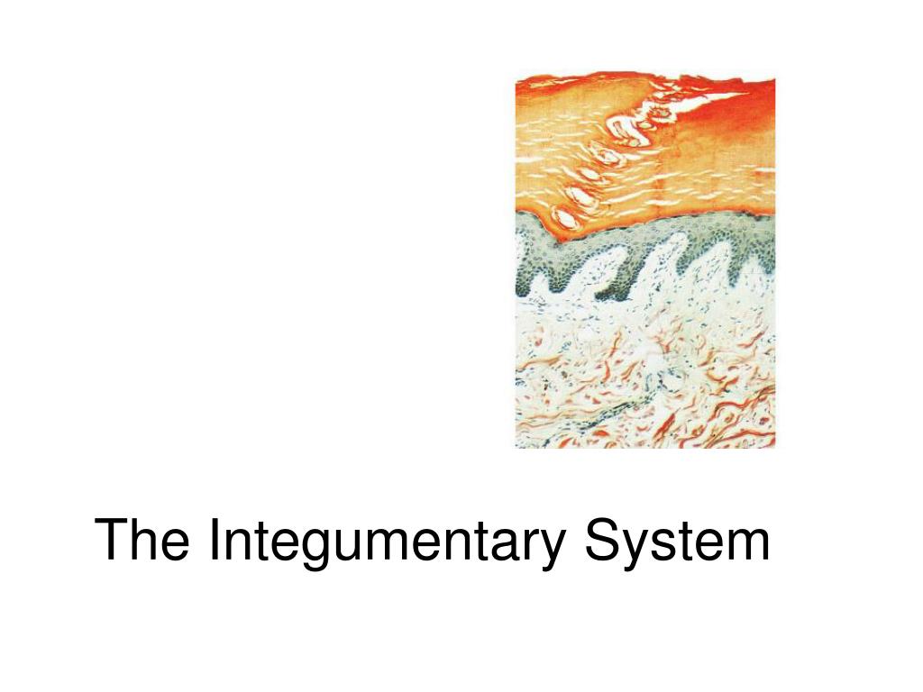 PPT - The Integumentary System PowerPoint Presentation, free download ...