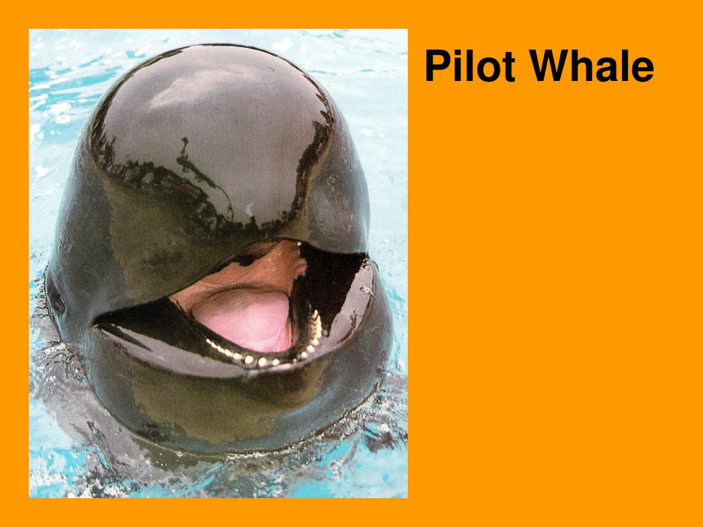PPT - Pilot Whale PowerPoint Presentation, free download - ID:5375631