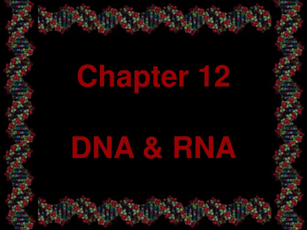 PPT - Chapter 12 DNA & RNA PowerPoint Presentation, free download - ID ...