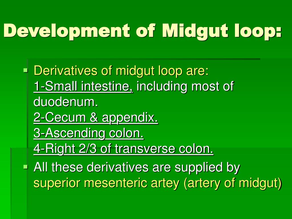 PPT - Development of Midgut loop: PowerPoint Presentation, free ...
