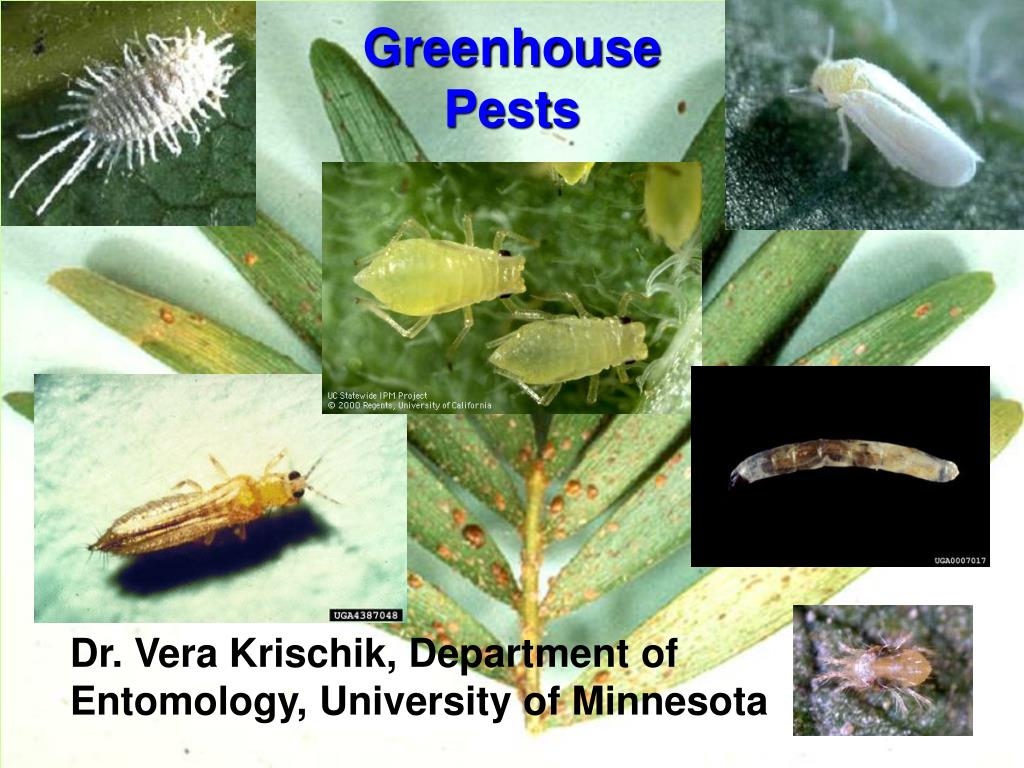 PPT - Greenhouse Pests PowerPoint Presentation, free download - ID:5381301
