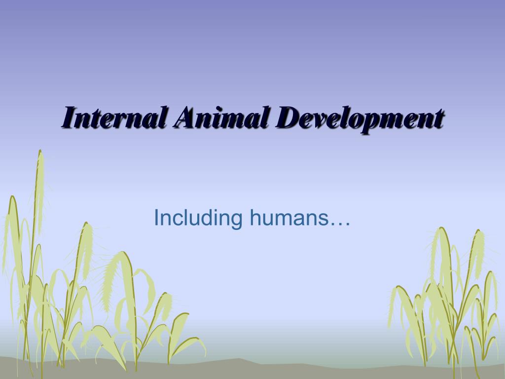 PPT - Internal Animal Development PowerPoint Presentation, free ...