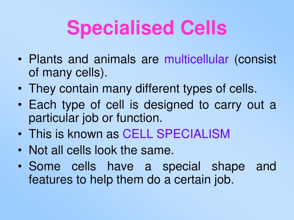 PPT - Specialised Cells PowerPoint Presentation, free download - ID:5388587