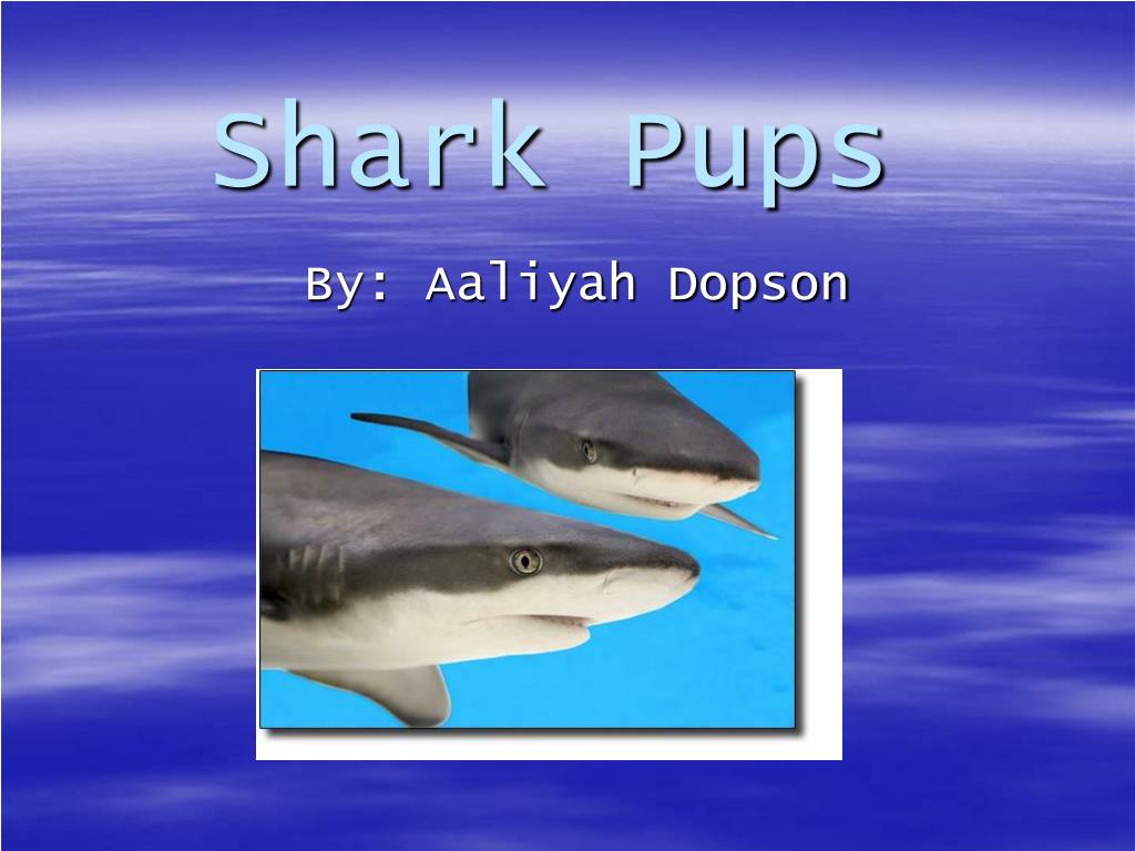 PPT - Shark Pups PowerPoint Presentation, free download - ID:5390487