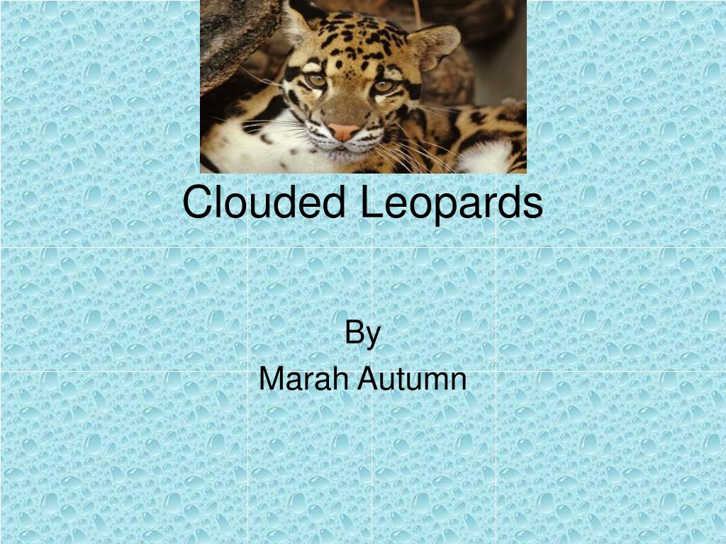 PPT - Clouded Leopards PowerPoint Presentation, free download - ID:5392660