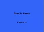 PPT - Muscle Tissue PowerPoint Presentation, free download - ID:2390255
