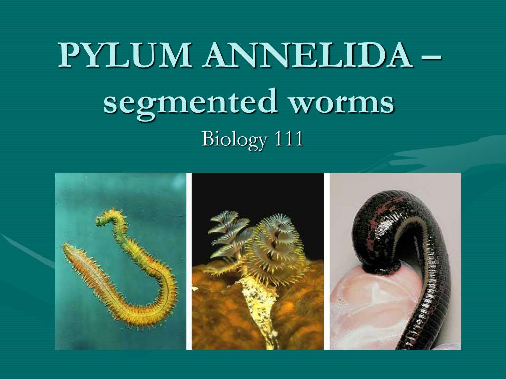 PPT - PYLUM ANNELIDA – segmented worms PowerPoint Presentation, free ...