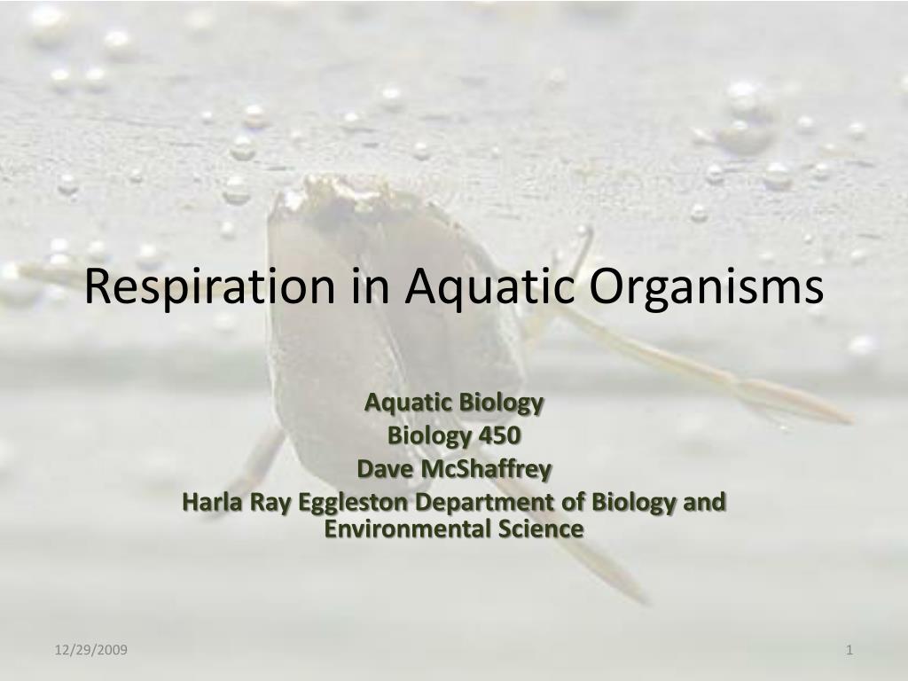PPT - Respiration in Aquatic Organisms PowerPoint Presentation, free ...
