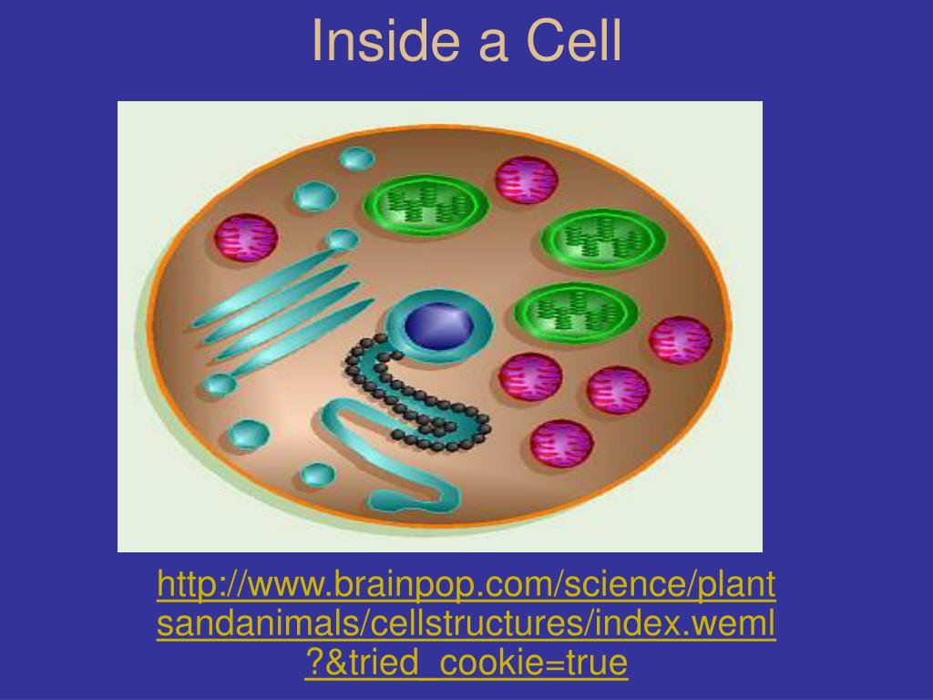 PPT - Inside a Cell PowerPoint Presentation, free download - ID:5405816