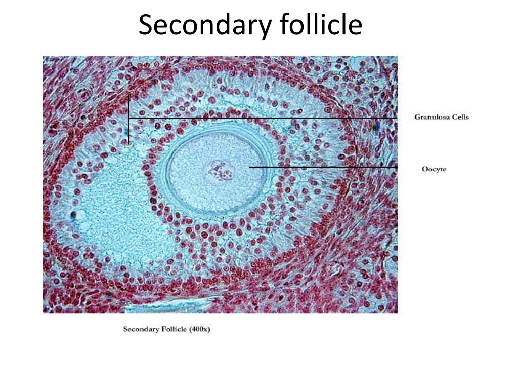 PPT - Secondary follicle PowerPoint Presentation, free download - ID ...