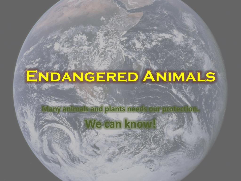 PPT - Endangered Animals PowerPoint Presentation, free download - ID ...