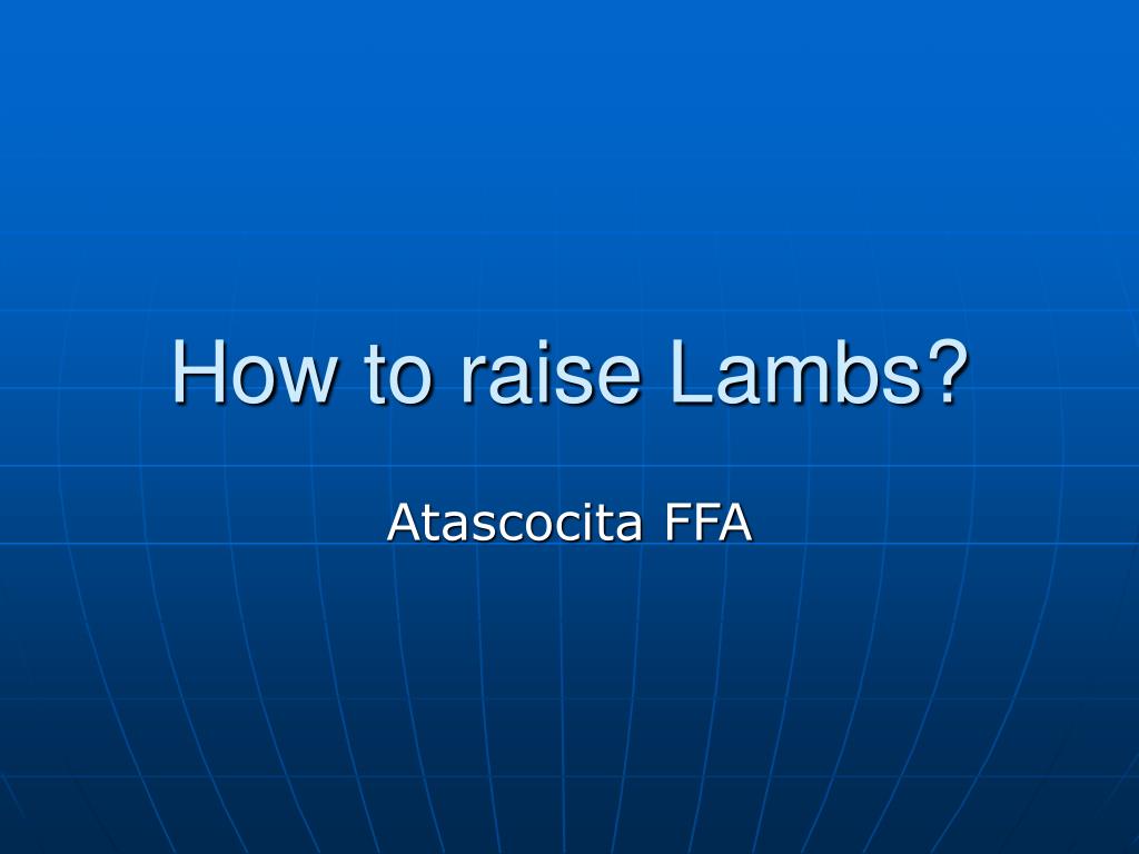 PPT - How to raise Lambs? PowerPoint Presentation, free download - ID ...