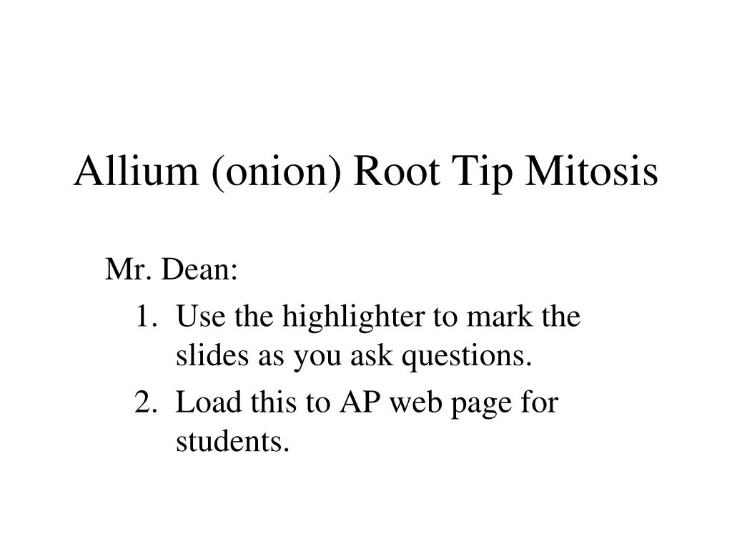 PPT - Allium (onion) Root Tip Mitosis PowerPoint Presentation, free ...