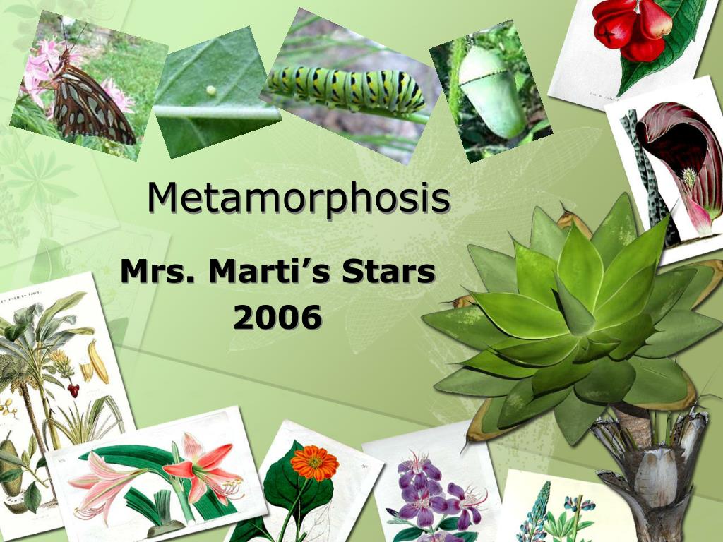 PPT - Metamorphosis PowerPoint Presentation, free download - ID:5415812