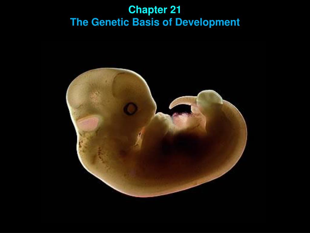 PPT - Chapter 21 The Genetic Basis of Development PowerPoint ...
