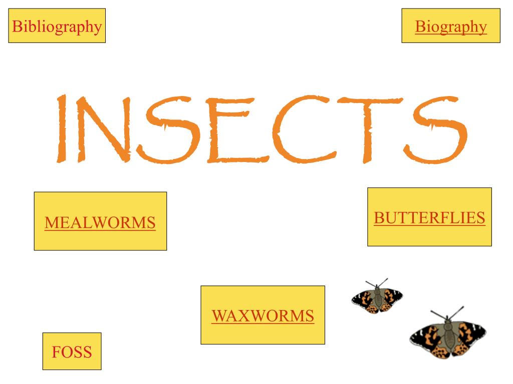 PPT - INSECTS PowerPoint Presentation, free download - ID:5415841
