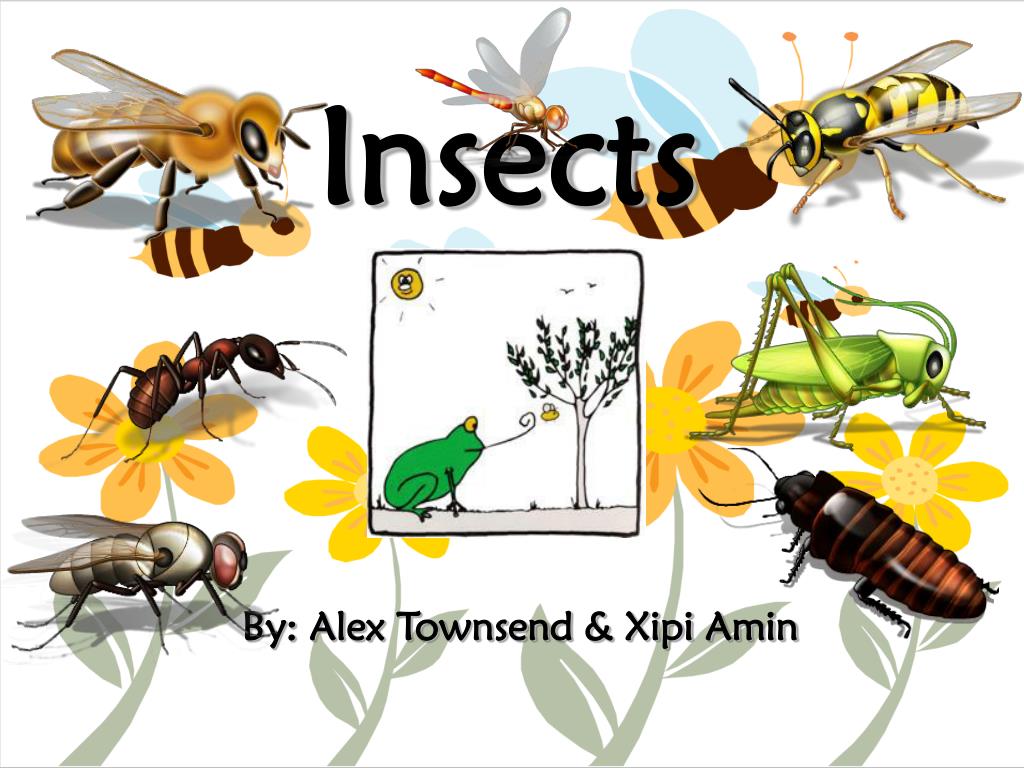 PPT - Insects PowerPoint Presentation, free download - ID:5415900