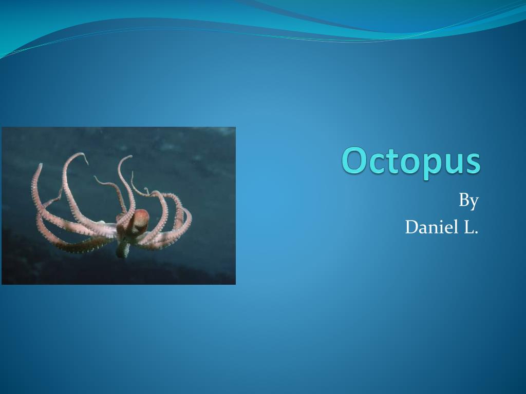 PPT - Octopus PowerPoint Presentation, free download - ID:5419163