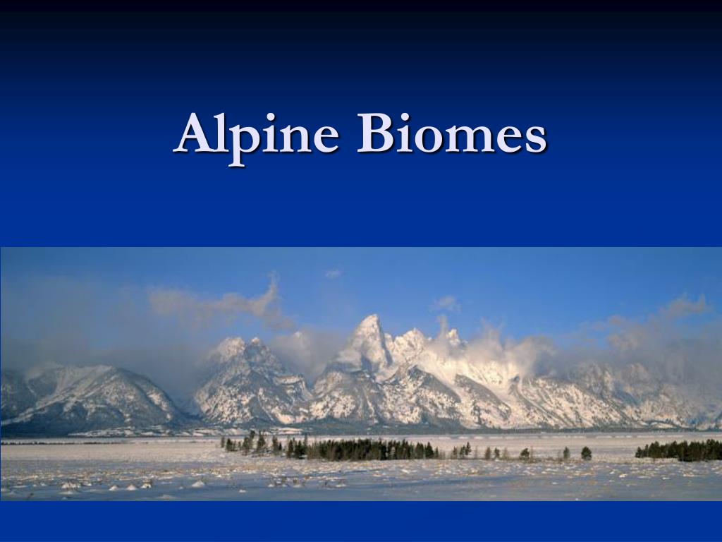 PPT - Alpine Biomes PowerPoint Presentation, free download - ID:5420554