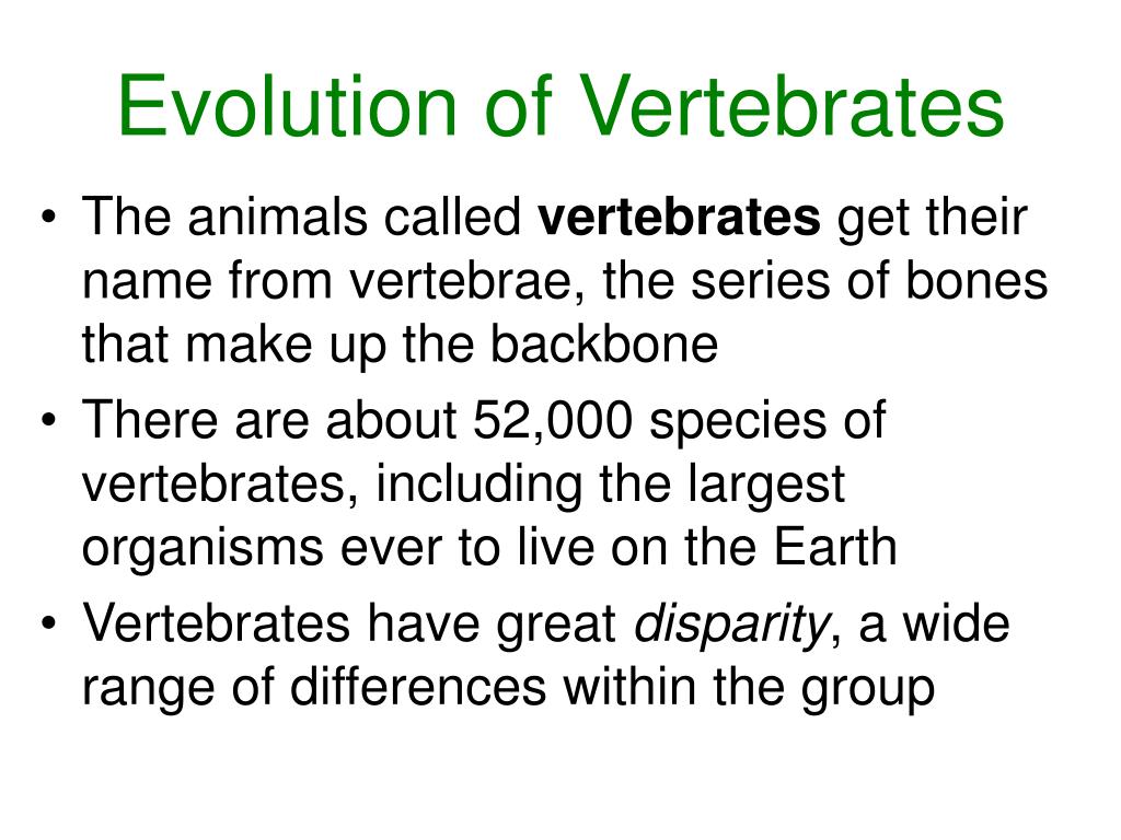 PPT - Evolution of Vertebrates PowerPoint Presentation, free download ...