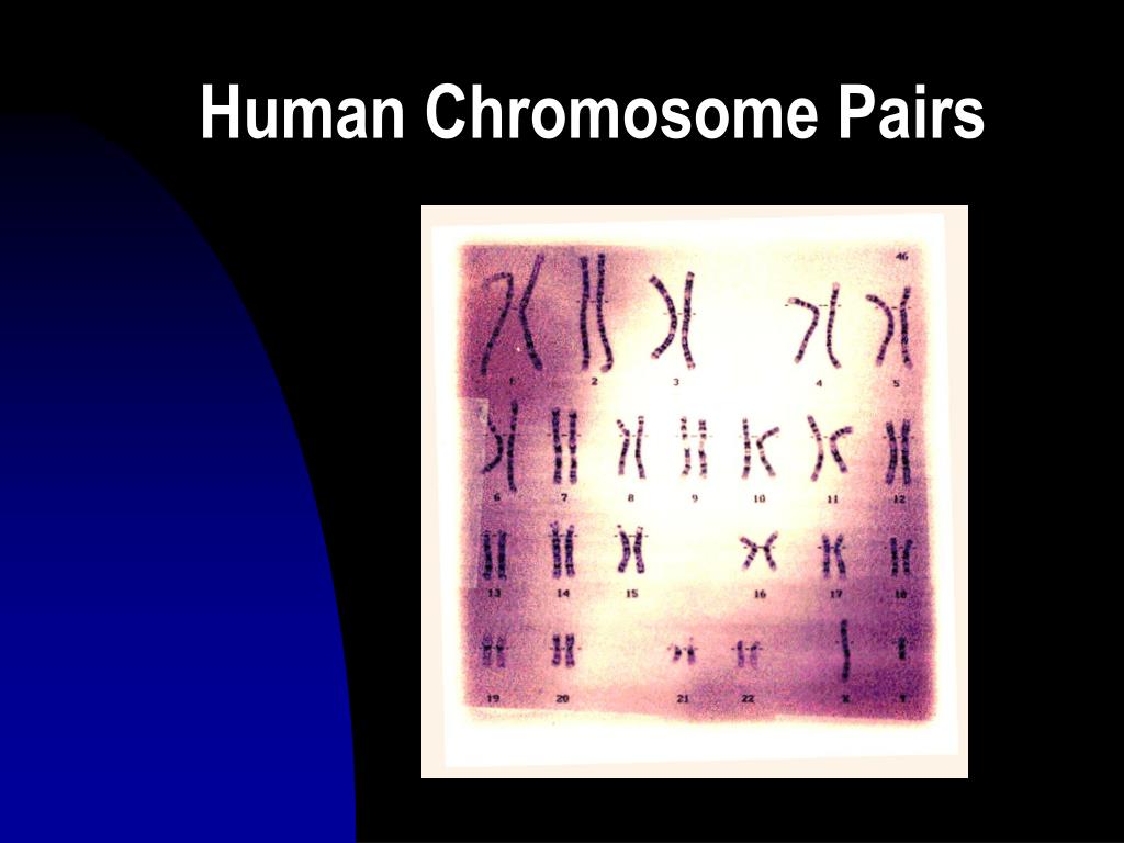 PPT - Human Chromosome Pairs PowerPoint Presentation, free download ...