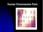 PPT - Human Karyotypes and Chromosome Behavior PowerPoint Presentation ...