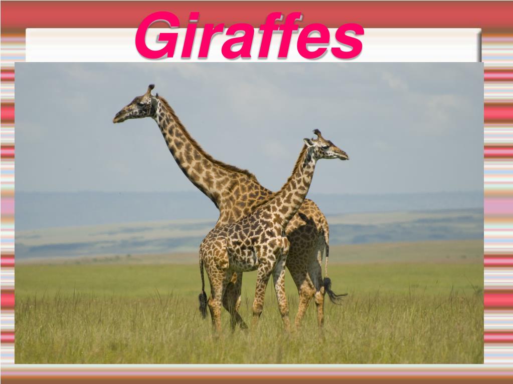 PPT - Giraffes PowerPoint Presentation, free download - ID:5428903