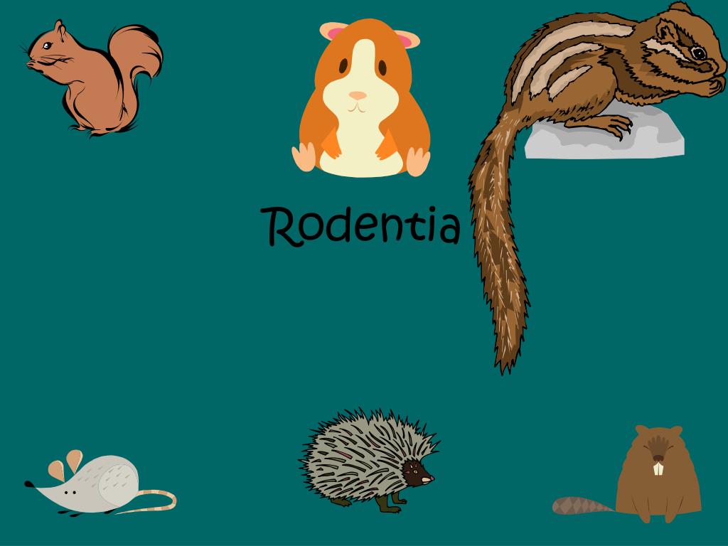 PPT - Rodentia PowerPoint Presentation, free download - ID:5434317