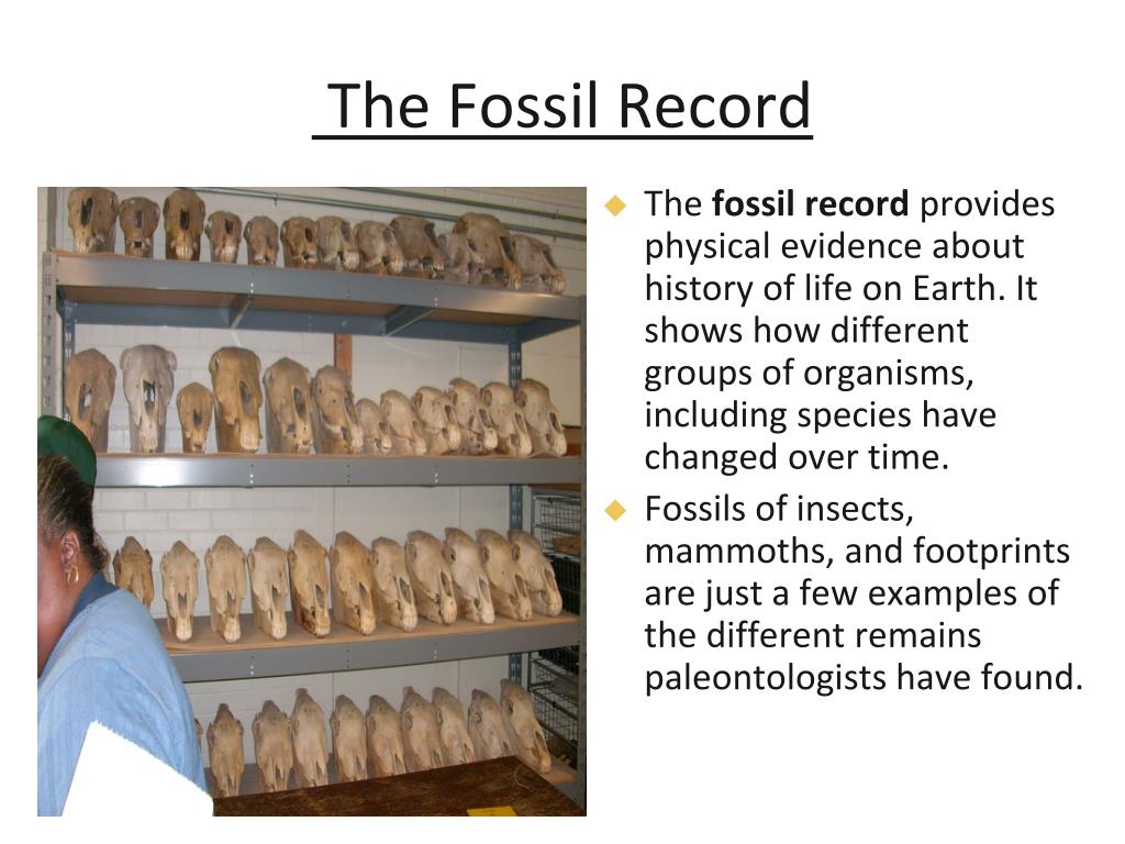 PPT - The Fossil Record PowerPoint Presentation, free download - ID:5434428