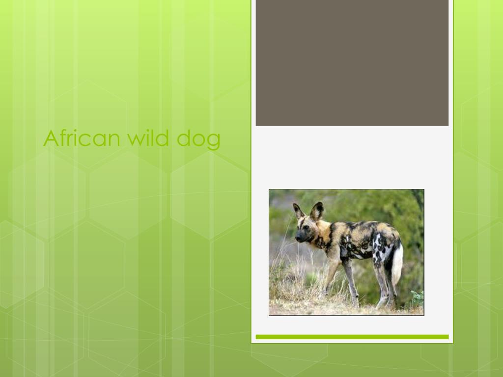 PPT - African wild dog PowerPoint Presentation, free download - ID:5435063