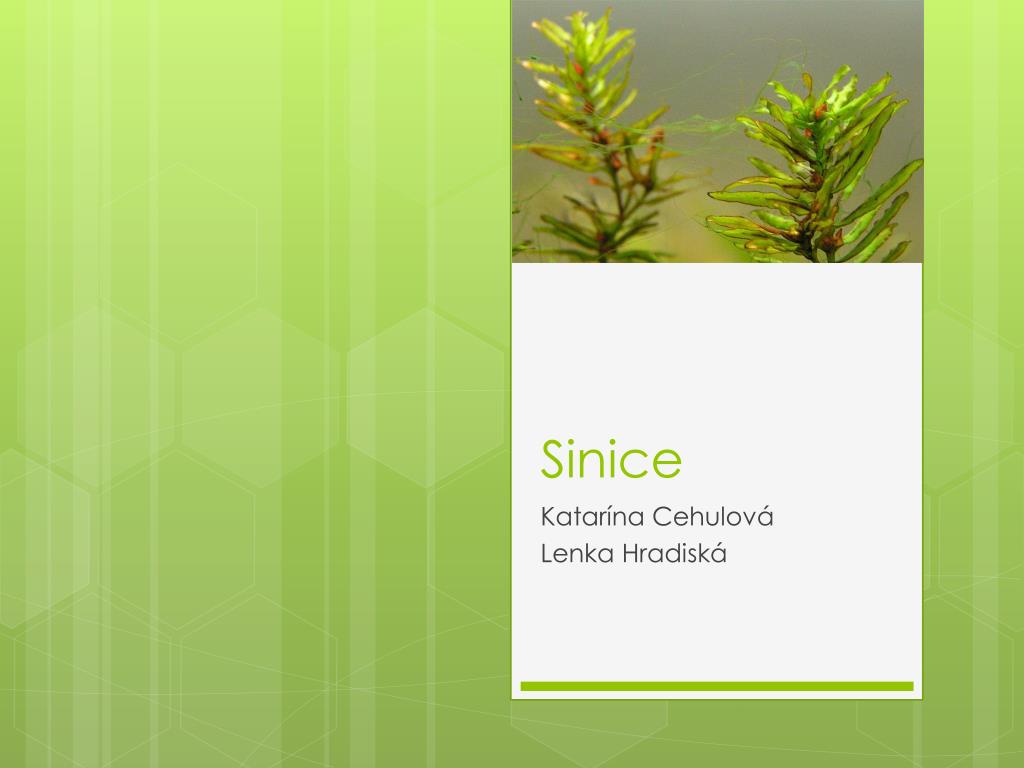 PPT - Sinice PowerPoint Presentation, free download - ID:5437375