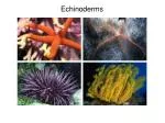 PPT - Echinoderms PowerPoint Presentation, free download - ID:4728215