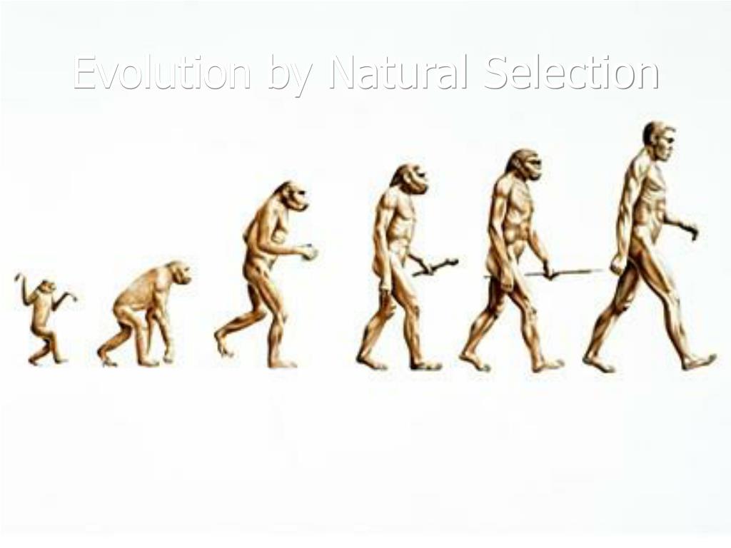 PPT - Evolution by Natural Selection PowerPoint Presentation, free ...