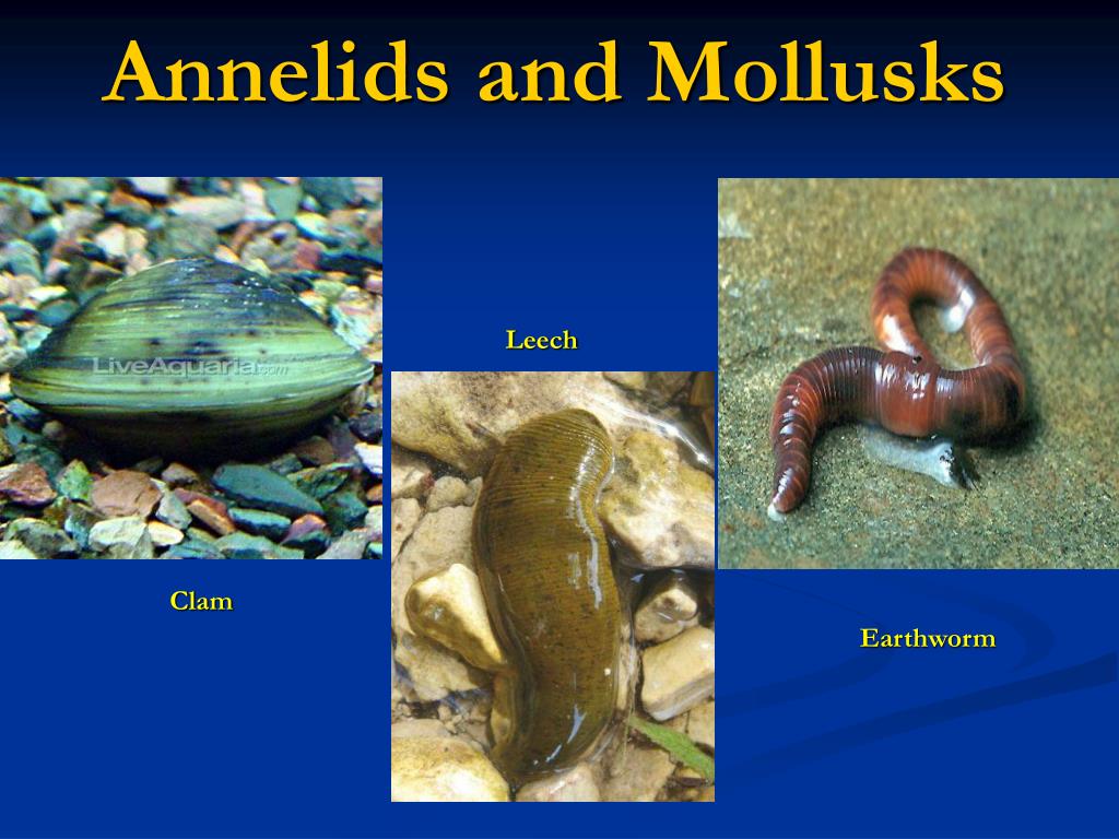 PPT - Annelids and Mollusks PowerPoint Presentation, free download - ID ...
