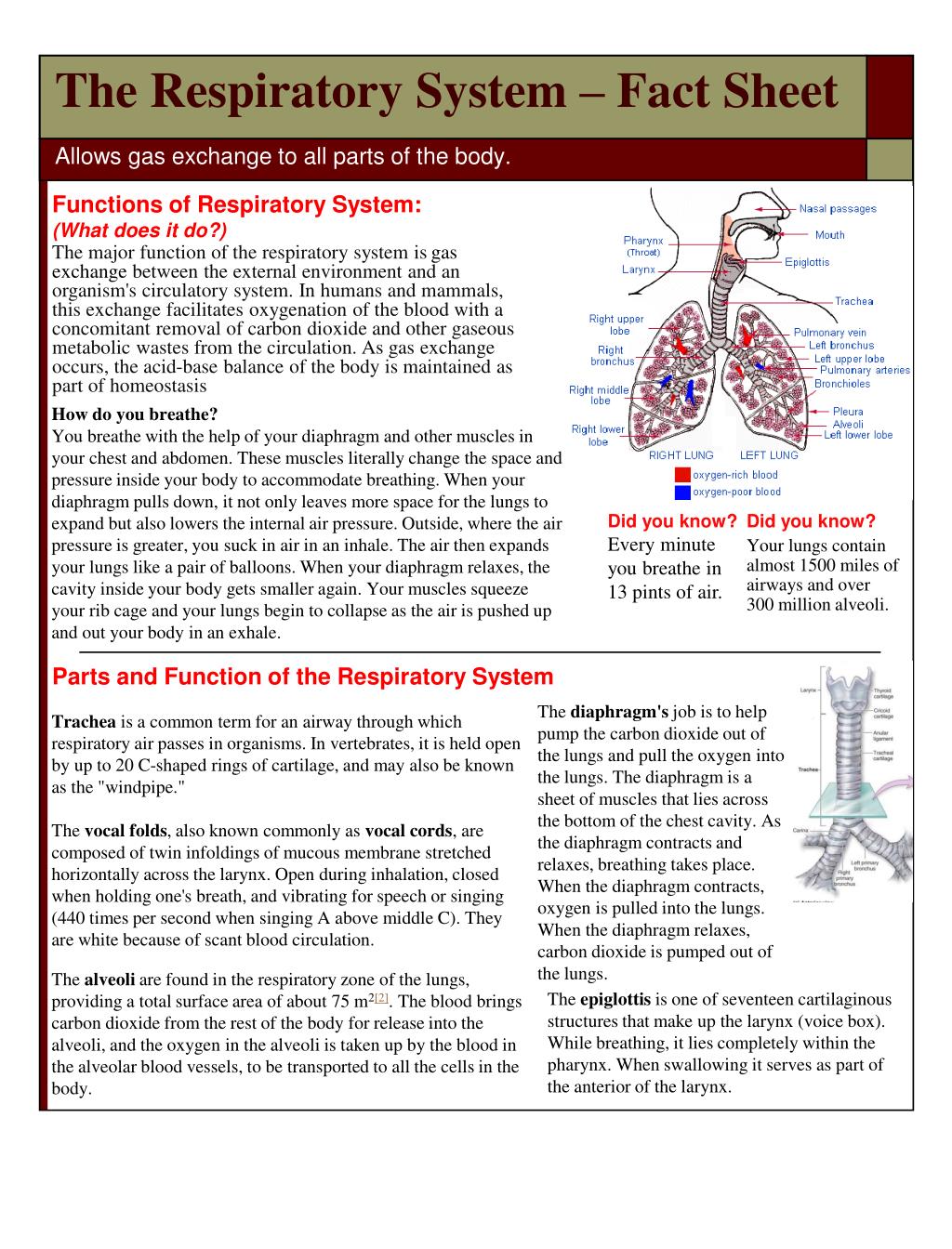 PPT - The Respiratory System – Fact Sheet PowerPoint Presentation, free ...