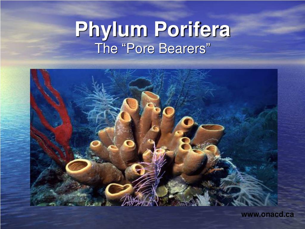 PPT - Phylum Porifera PowerPoint Presentation, free download - ID:5451075
