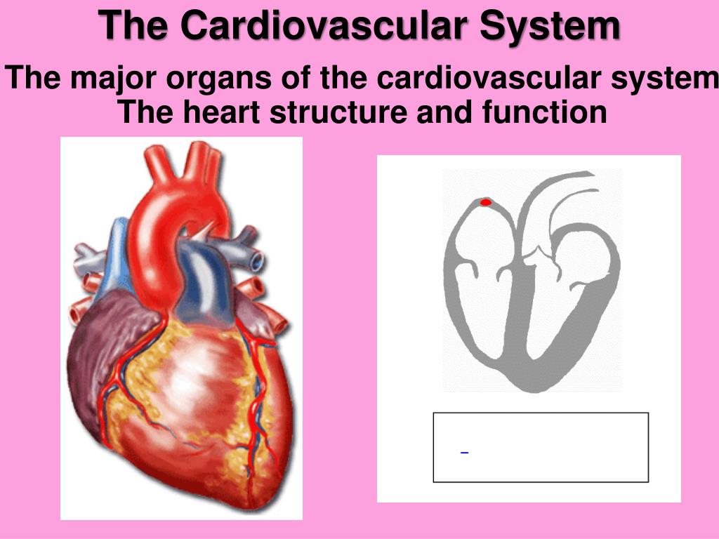 PPT - The Cardiovascular System PowerPoint Presentation, free download ...