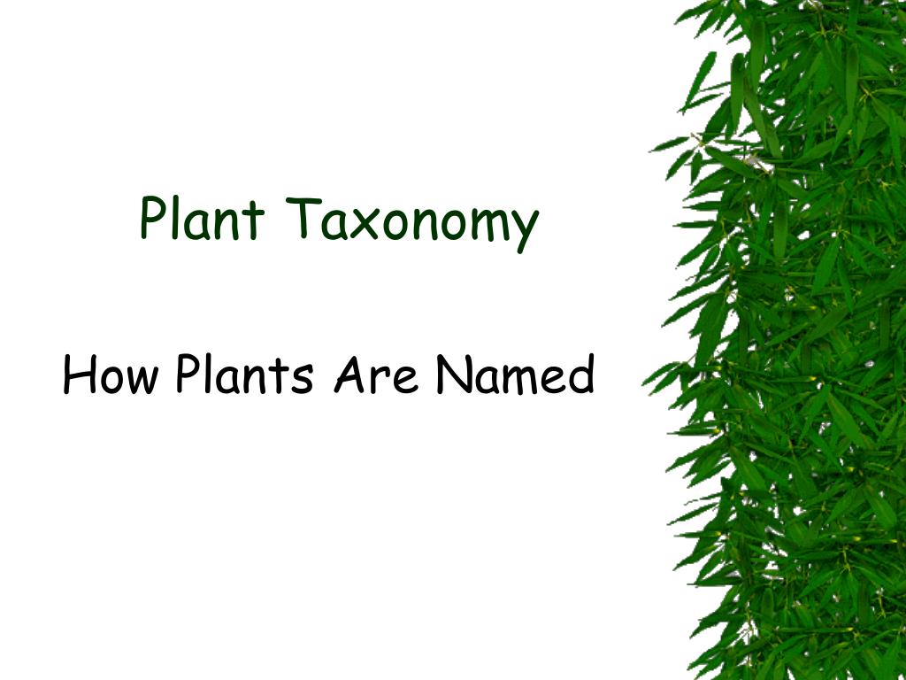 PPT - Plant Taxonomy PowerPoint Presentation, free download - ID:5455073