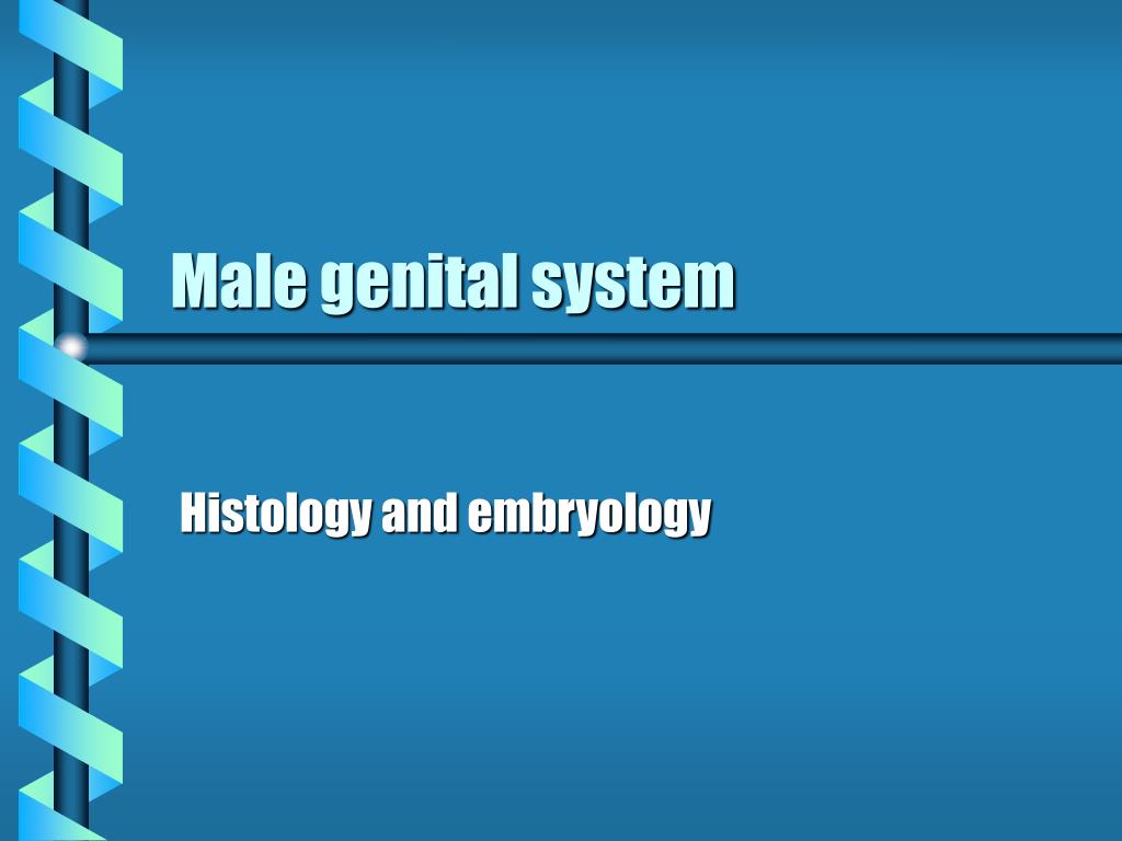 PPT - Male genital system PowerPoint Presentation, free download - ID ...