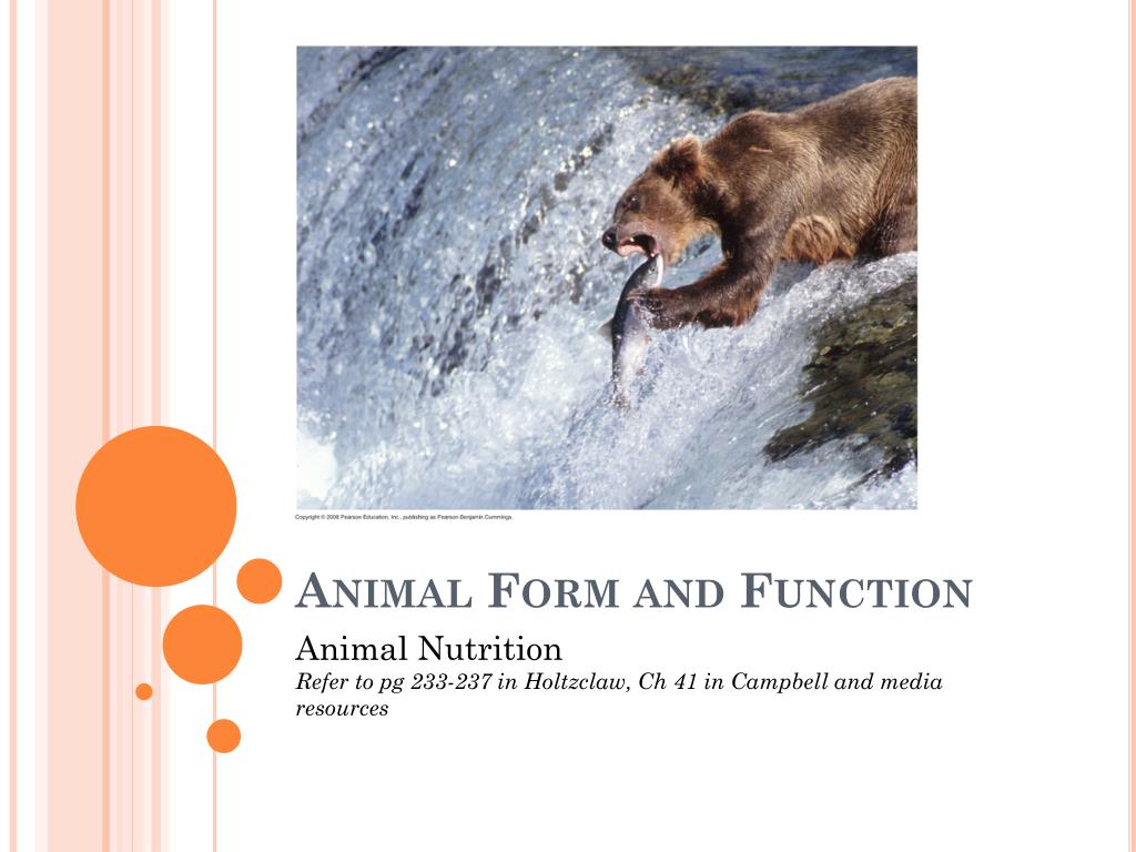 PPT - Animal Form and Function PowerPoint Presentation, free download ...