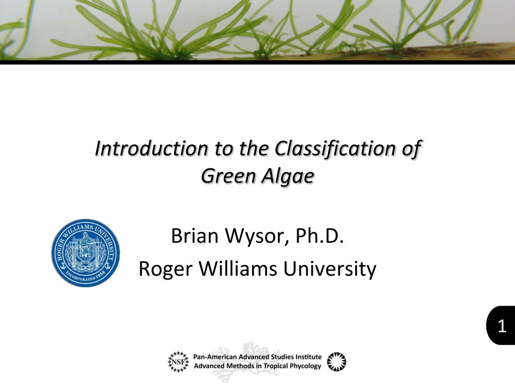 PPT - Introduction to the Classification of Green Algae PowerPoint ...