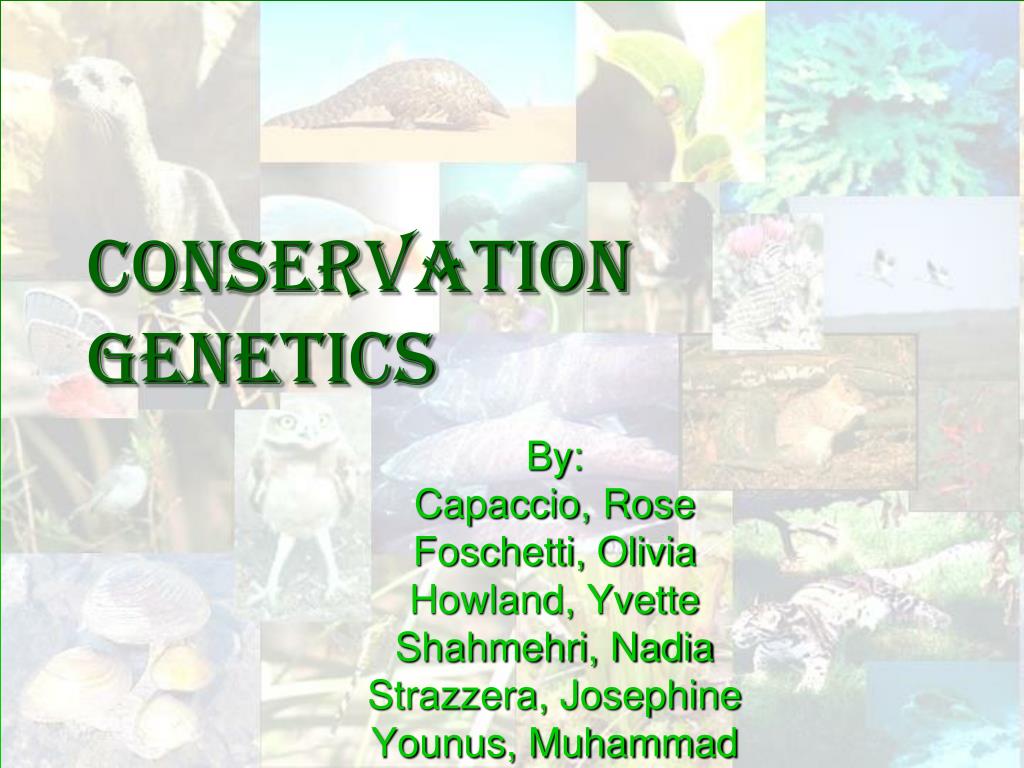 PPT - Conservation Genetics PowerPoint Presentation, free download - ID ...