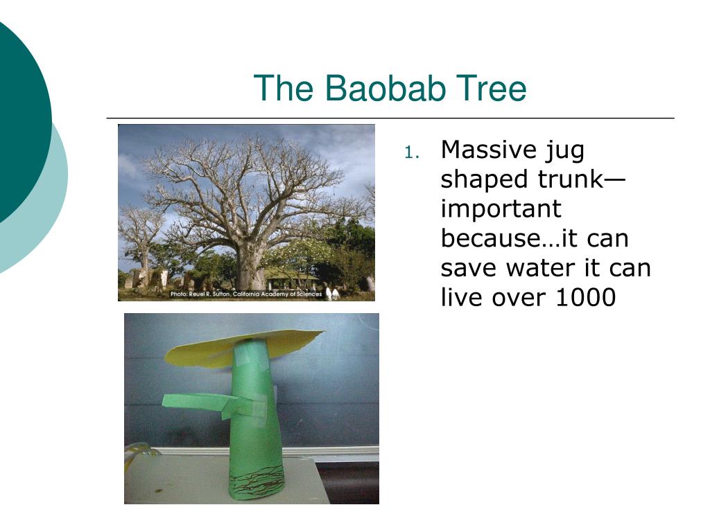 PPT - The Baobab Tree PowerPoint Presentation, free download - ID:5460642