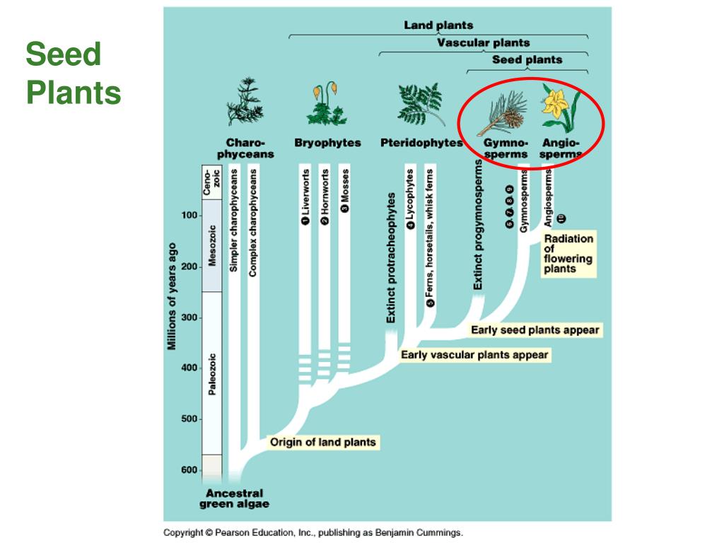 PPT - Seed Plants PowerPoint Presentation, free download - ID:5461068