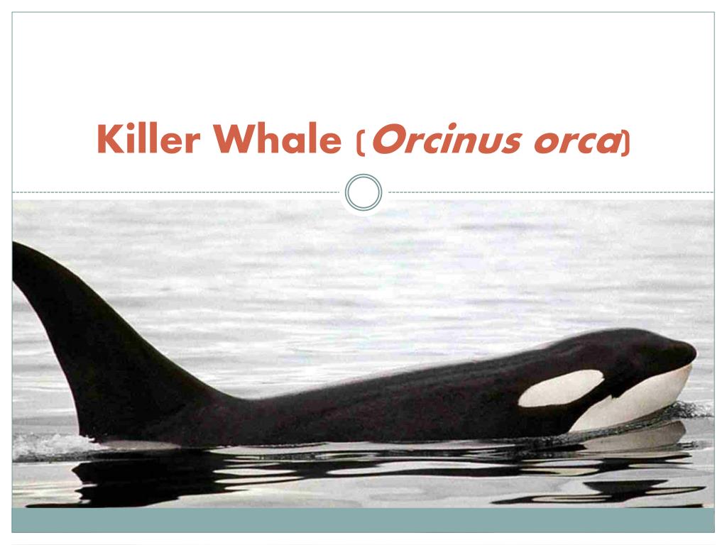 PPT - Killer Whale ( Orcinus orca ) PowerPoint Presentation, free ...