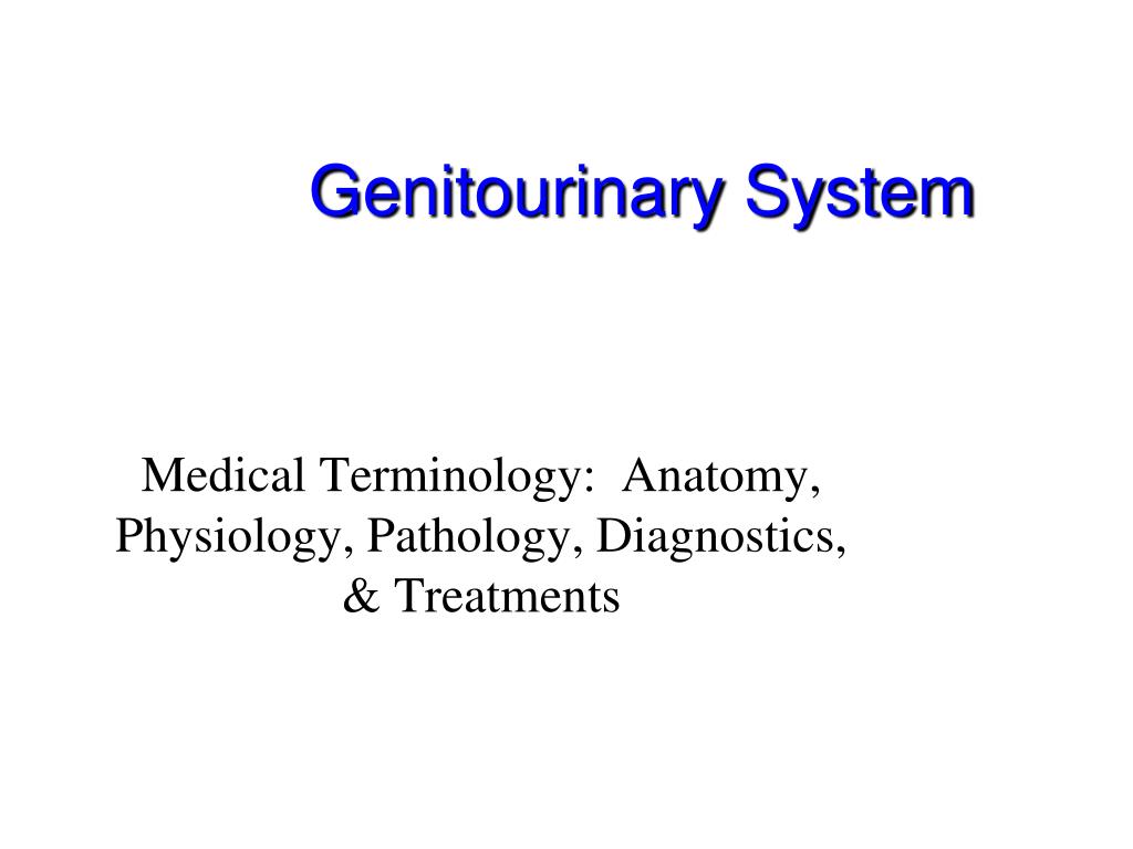 PPT - Genitourinary System PowerPoint Presentation, free download - ID ...