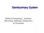 PPT - Female Genitourinary System PowerPoint Presentation, free ...