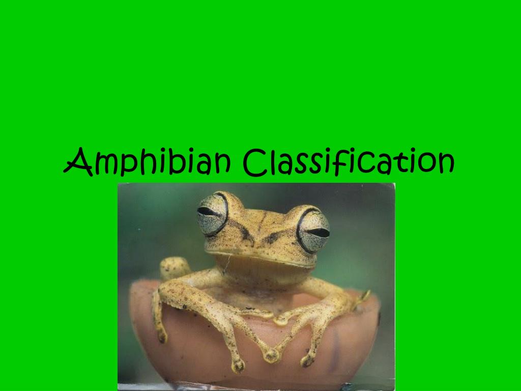 PPT - Amphibian Classification PowerPoint Presentation, free download ...